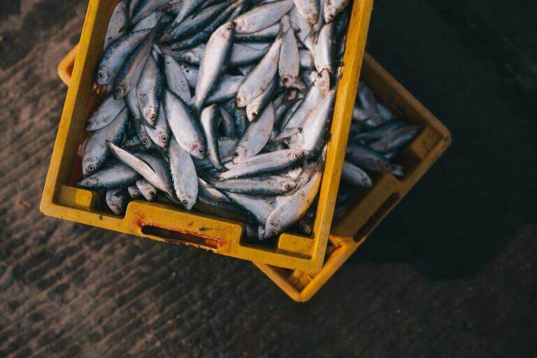 FISH FRAUD: Study Finds 21% of Hundreds of Fish Samples are Mislabeled ...